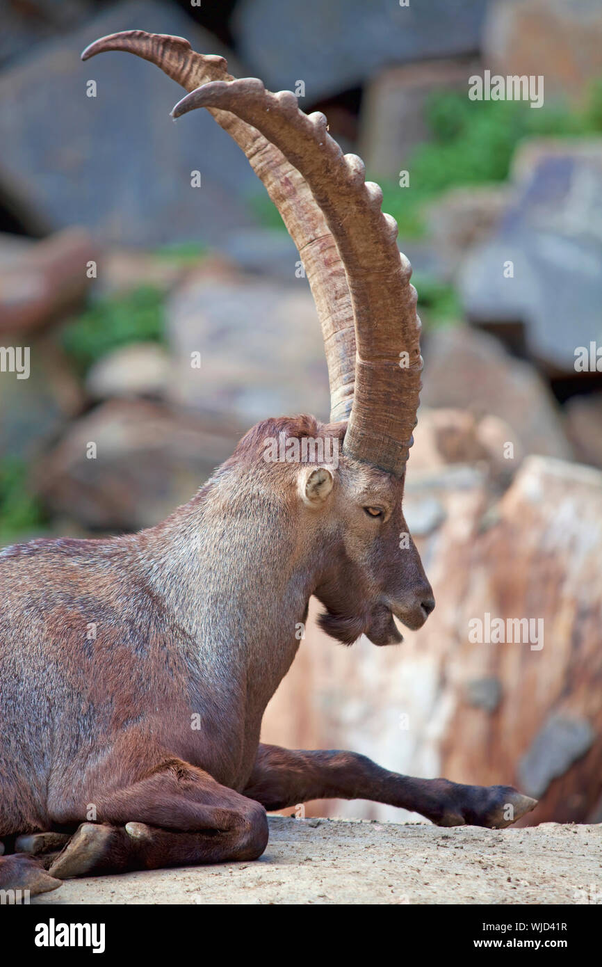 Alpine Ibex resting in the mountains in southern Europe Stock Photo - Alamy