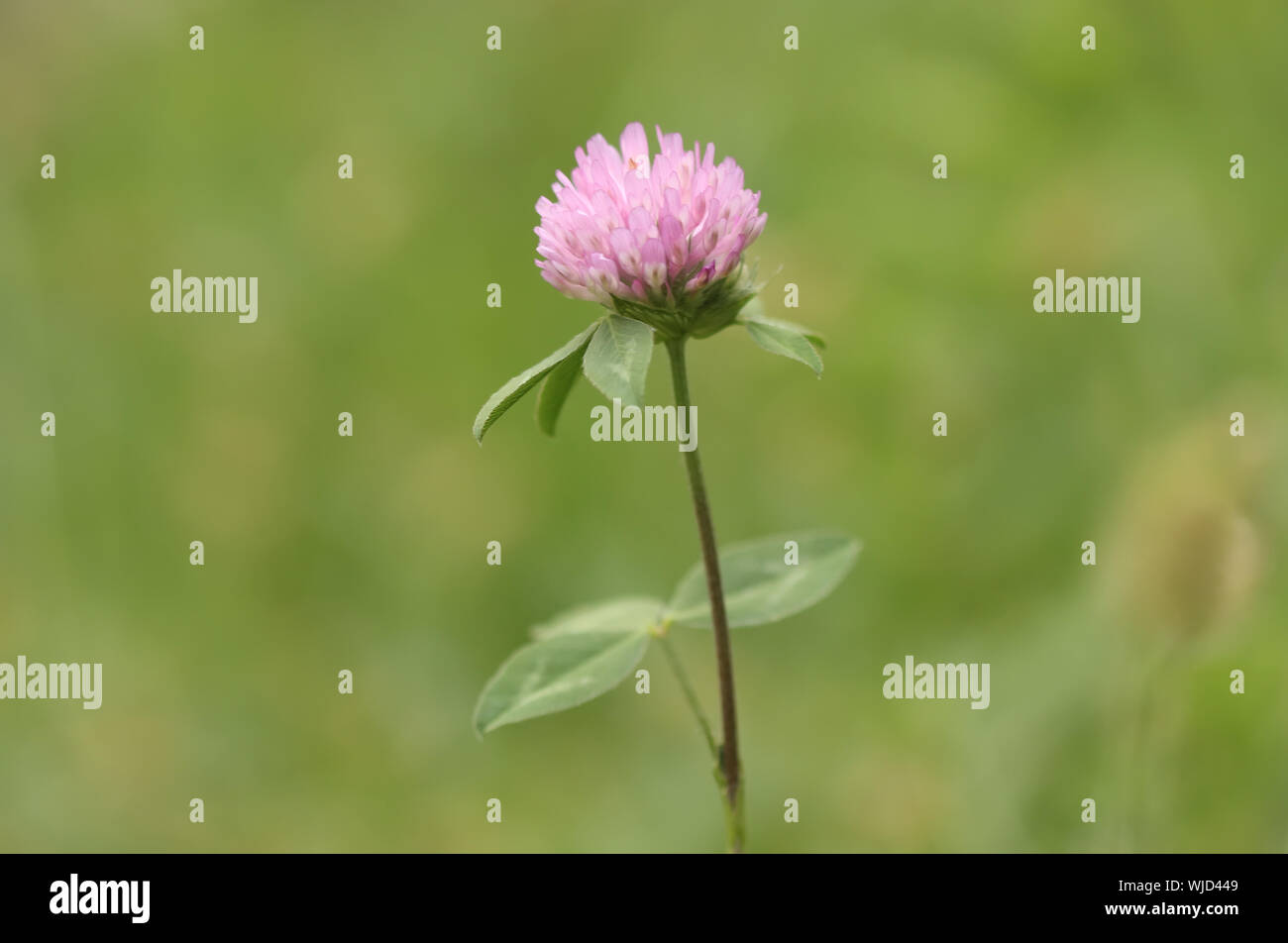Pink clover flower Stock Photo - Alamy