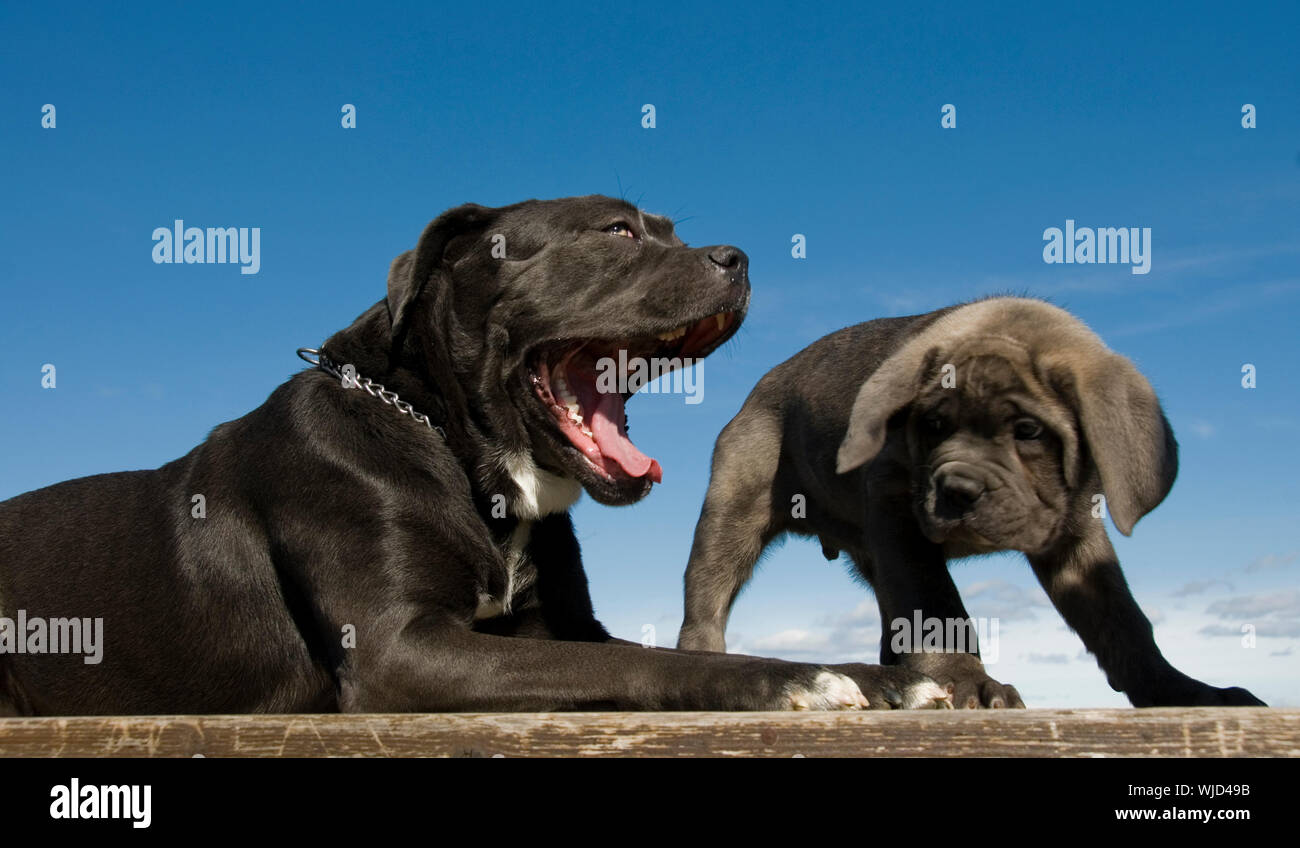 purebred italian mastiff mother and puppy together Stock Photo - Alamy