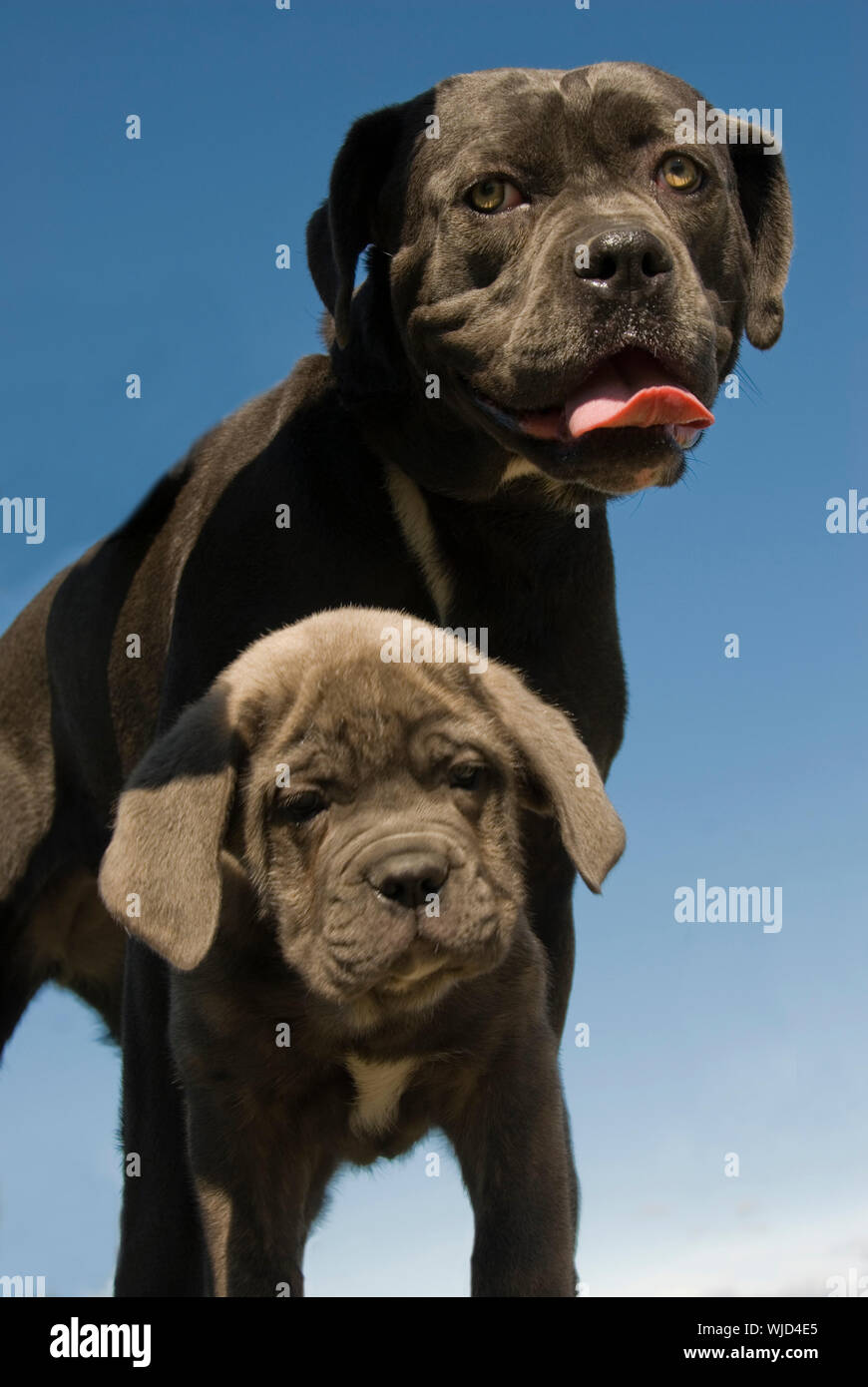 purebred italian mastiff mother and puppy together Stock Photo - Alamy