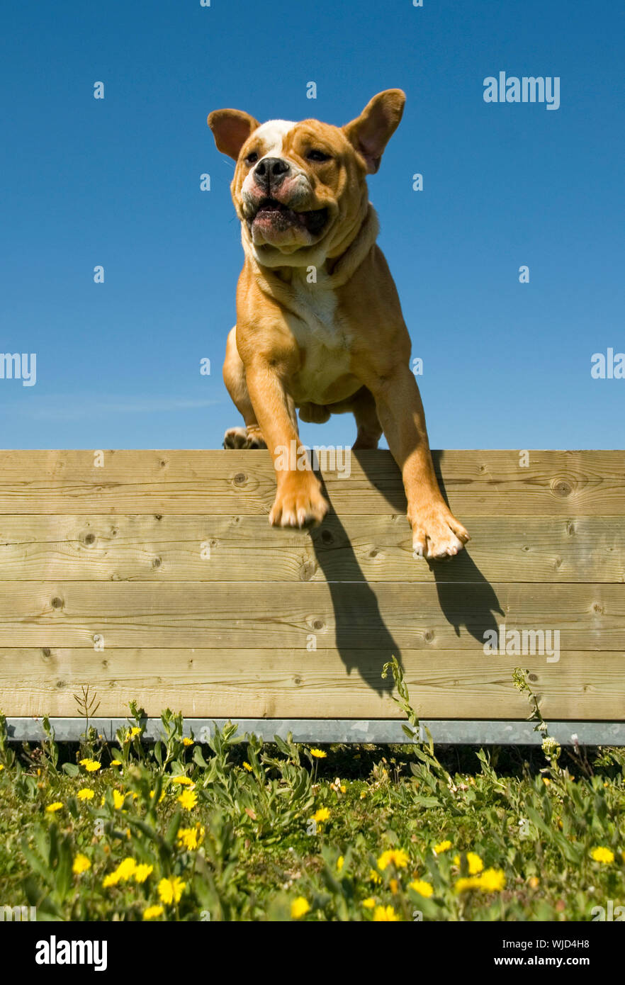 Jumping english bulldog hi-res stock photography and images - Alamy