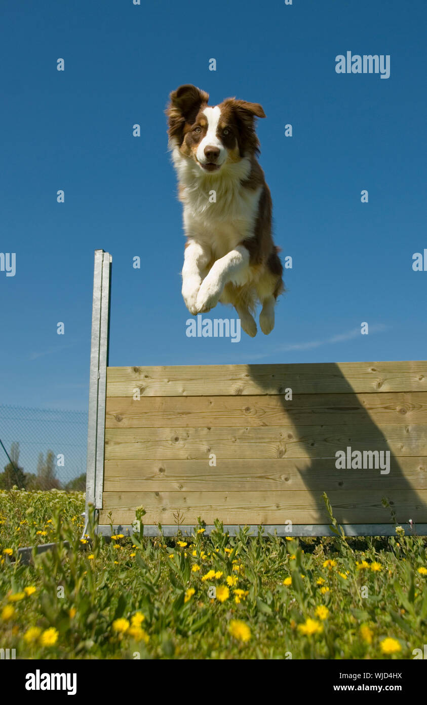 Jumping australian shepherd hi-res stock photography and images - Alamy