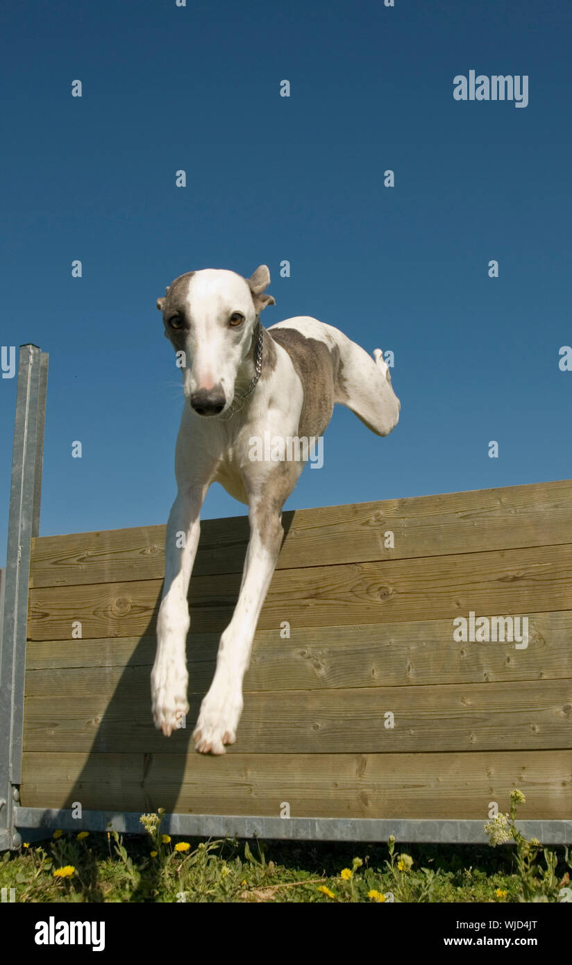 portrait of a purebred greyhound whippet in a training of agility Stock ...