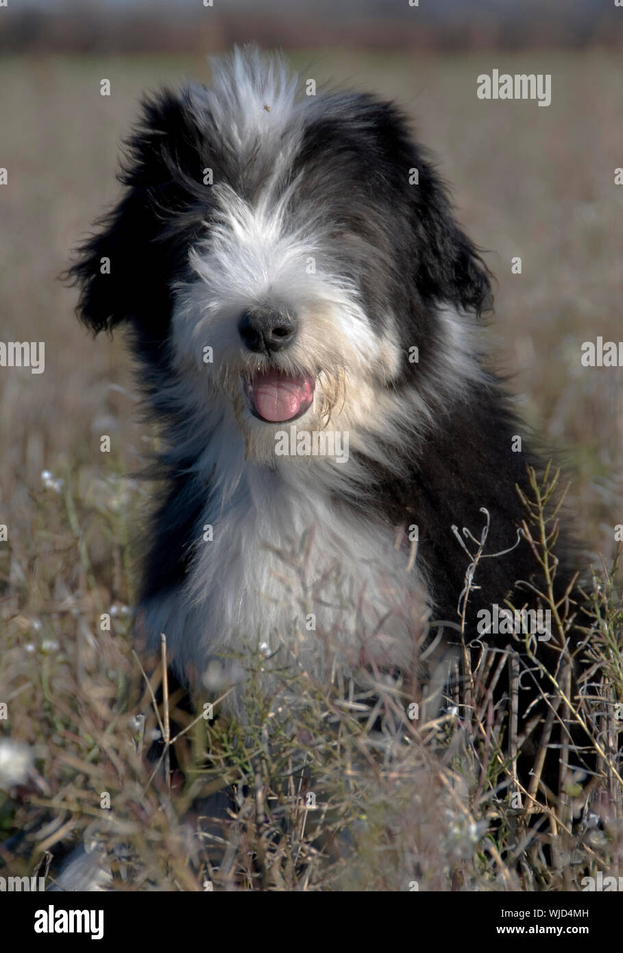 portrait of a puppy purebred bearded collie Stock Photo - Alamy