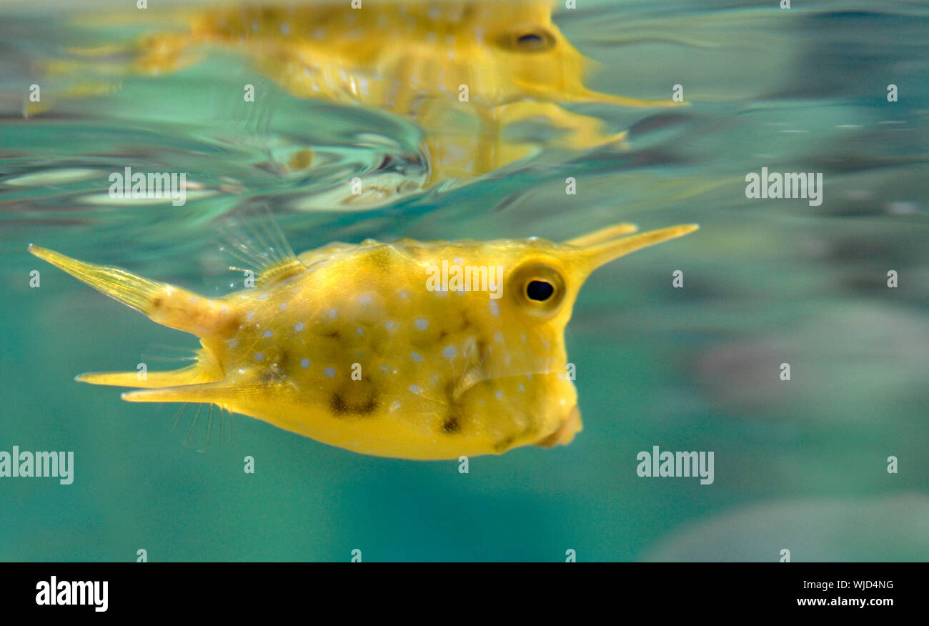 yellow trunk cow fish: lactoria cornuta Stock Photo - Alamy