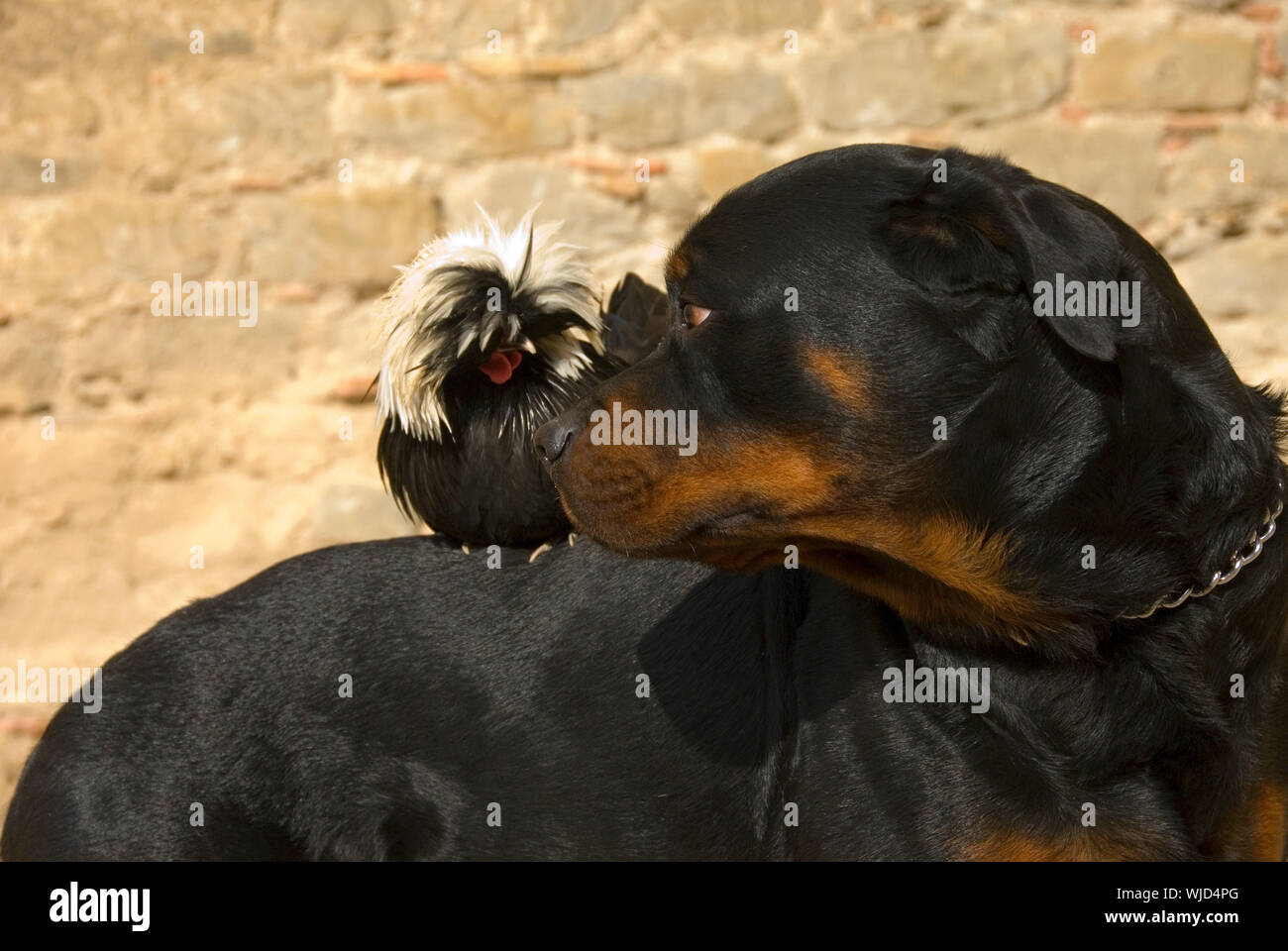 Miniature Rooster High Resolution Stock Photography and Images - Alamy