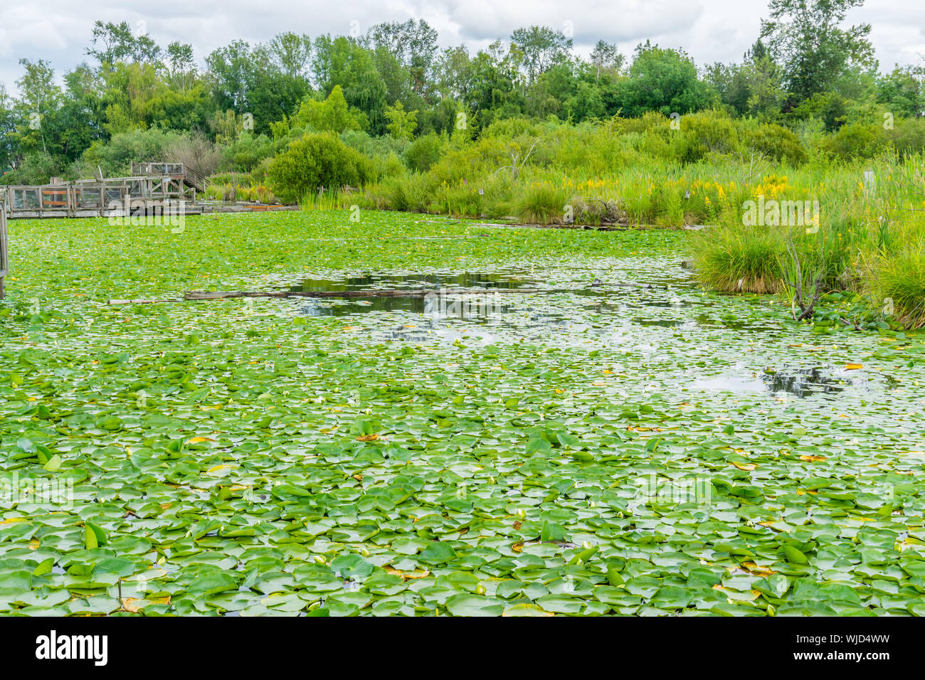 A wooden walkway over water at the Seattle Arboretum Stock Photo - Alamy