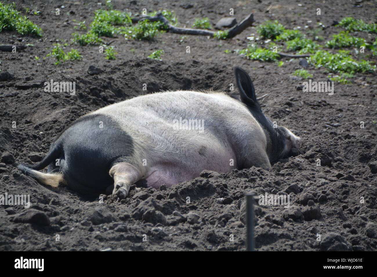 Pig in mud on farm hi-res stock photography and images - Alamy