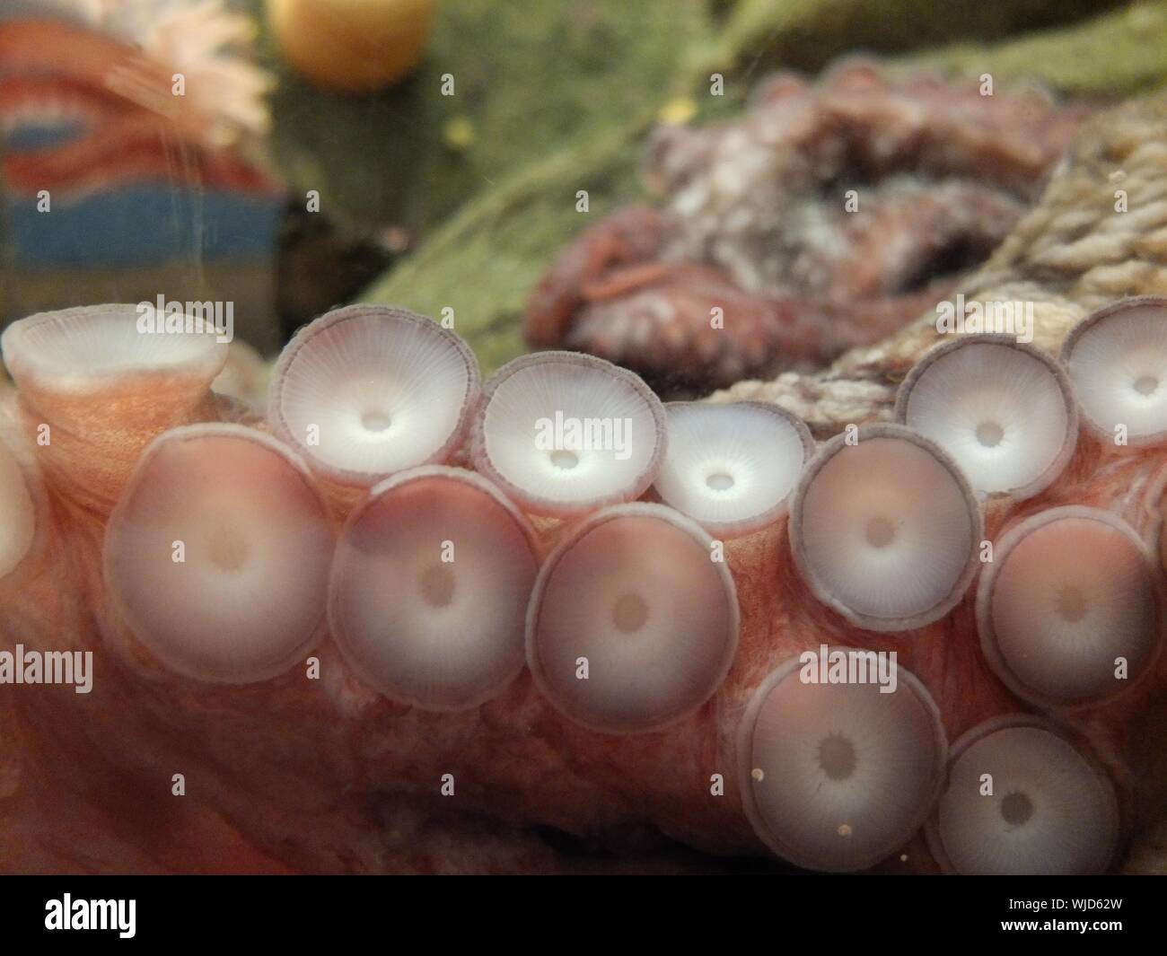 Octopus tentacles hi-res stock photography and images - Alamy