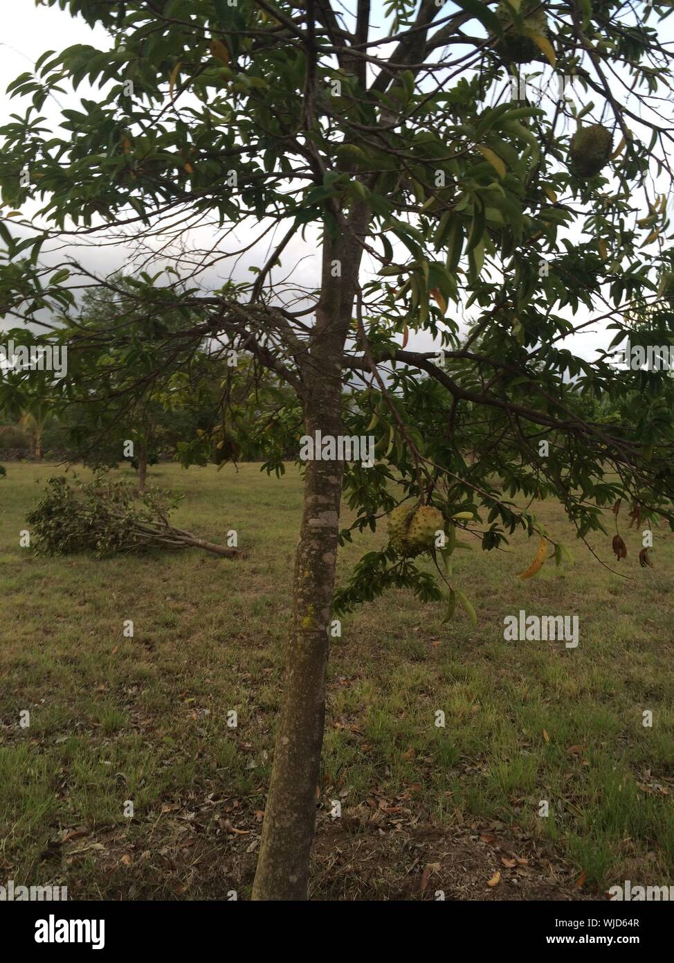 Durian tree fruit High Resolution Stock Photography and Images - Alamy