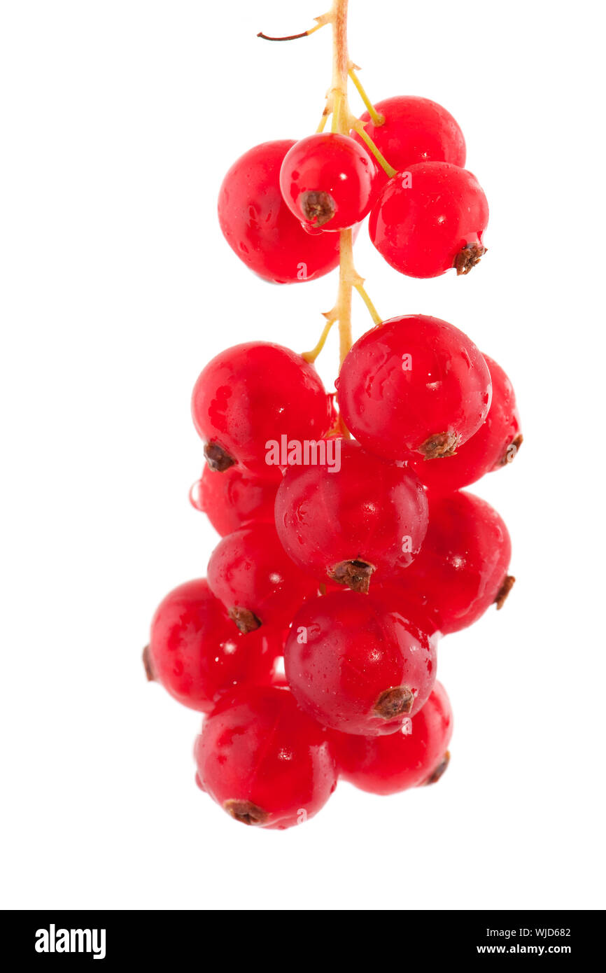 Hanging red currents in studio setting isolated over white Stock Photo ...