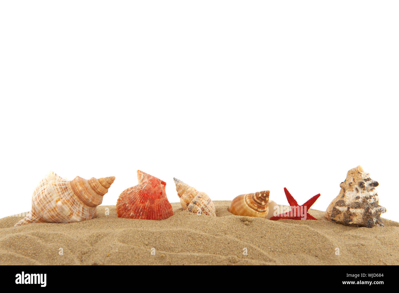 Many shells at the beach with white background Stock Photo - Alamy