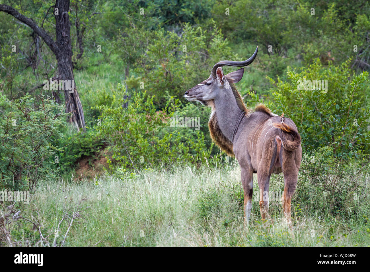 Greater kudu horned male in green savannah in Kruger National park ...