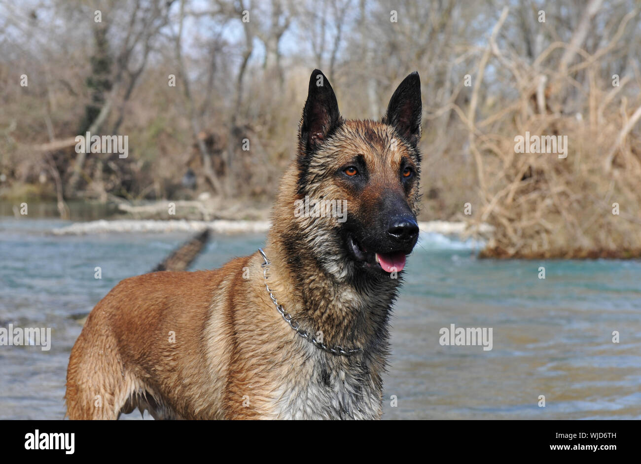 Wet malinois hi-res stock photography and images - Alamy