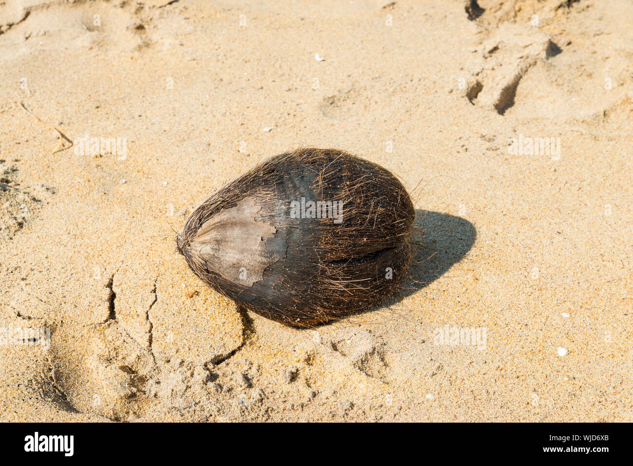 Coconut on a beach in Wadduwa in the Western Province of Sri Lanka ...