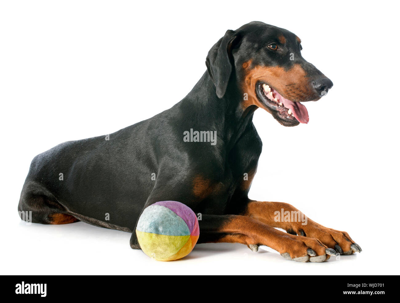 doberman pinscher in front of white background Stock Photo - Alamy