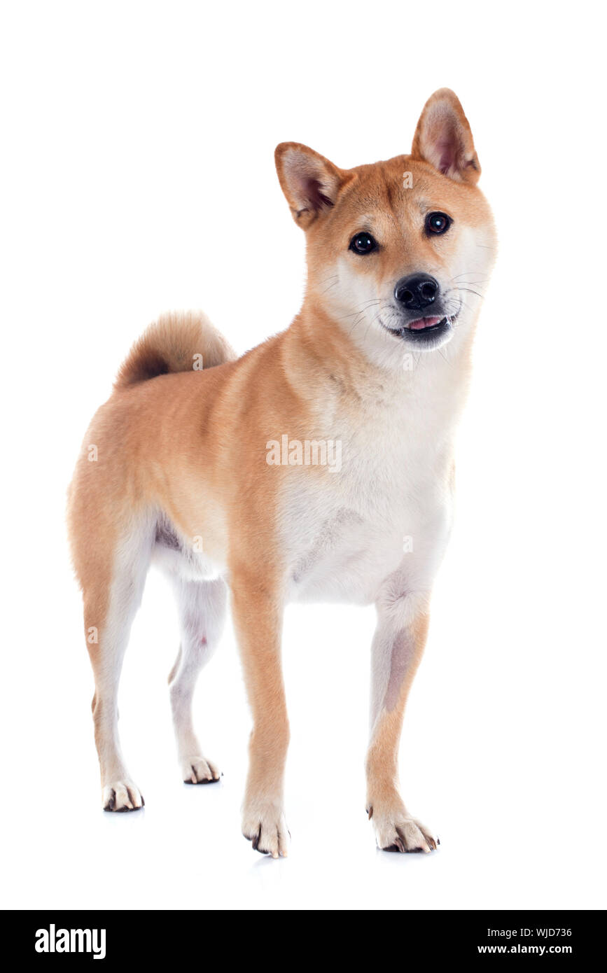 shiba inu in front of white background Stock Photo - Alamy
