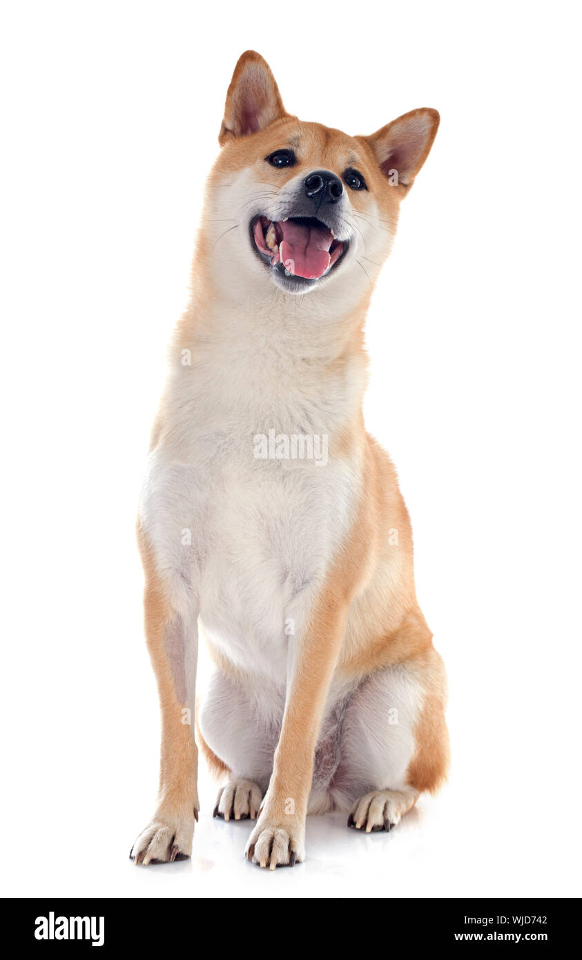 shiba inu in front of white background Stock Photo - Alamy
