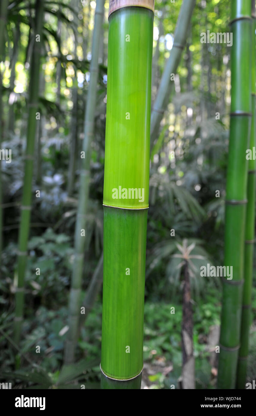 large bamboo stalks with natural sun lighting Stock Photo - Alamy