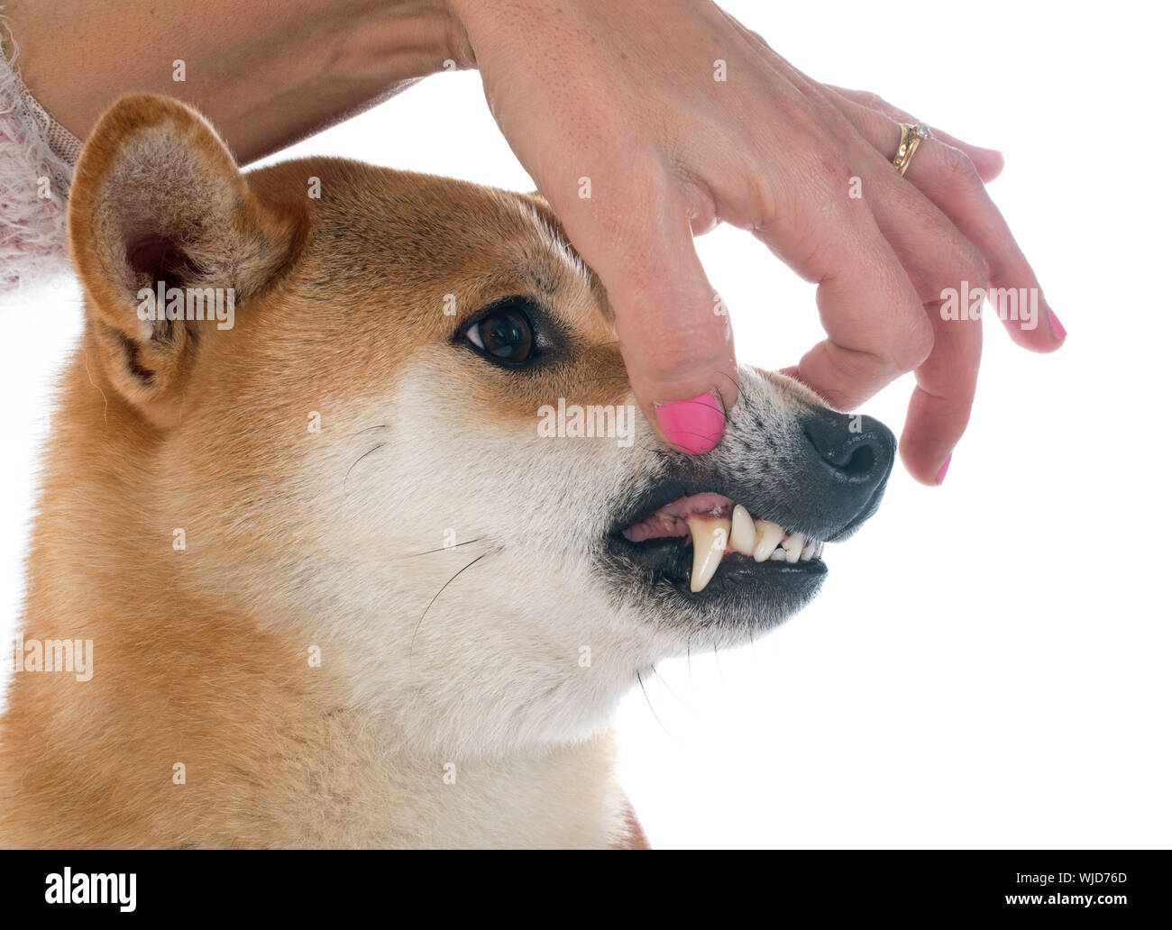 shiba inu showing teeth in front of white background Stock Photo - Alamy