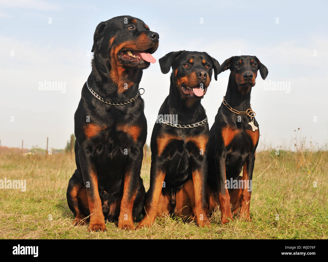 Three guard dogs hi-res stock photography and images - Alamy