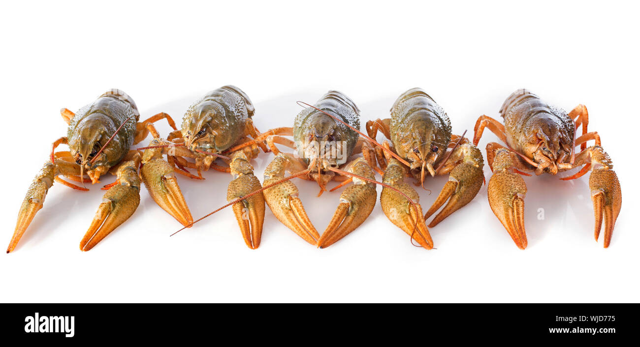 river crayfish in front of white background Stock Photo - Alamy