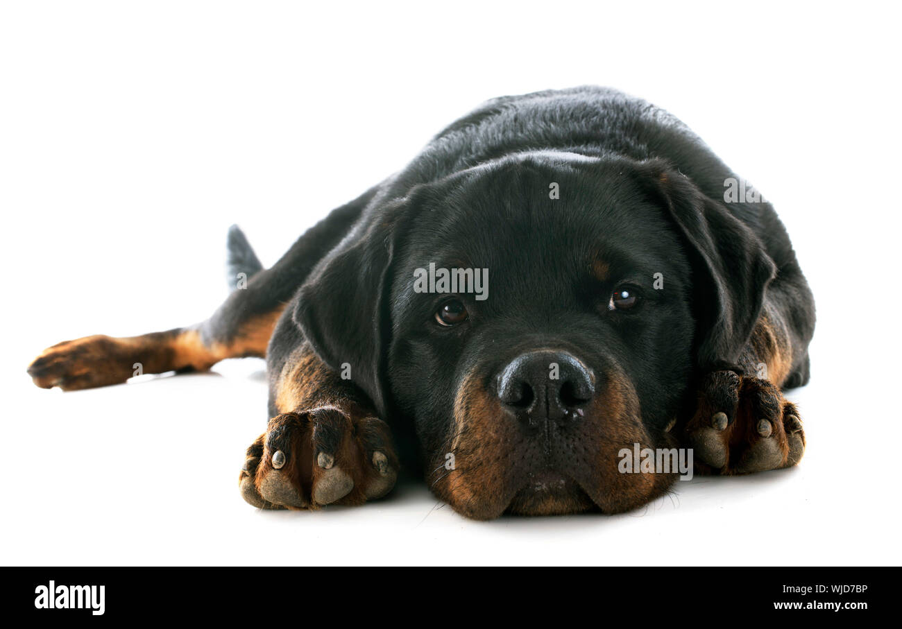 portrait of a purebred puppy rottweiler in front of white background ...
