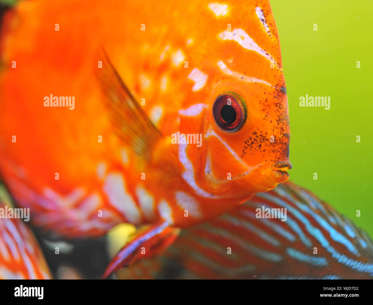 portrait of a red tropical Symphysodon discus fish in an aquarium Stock ...