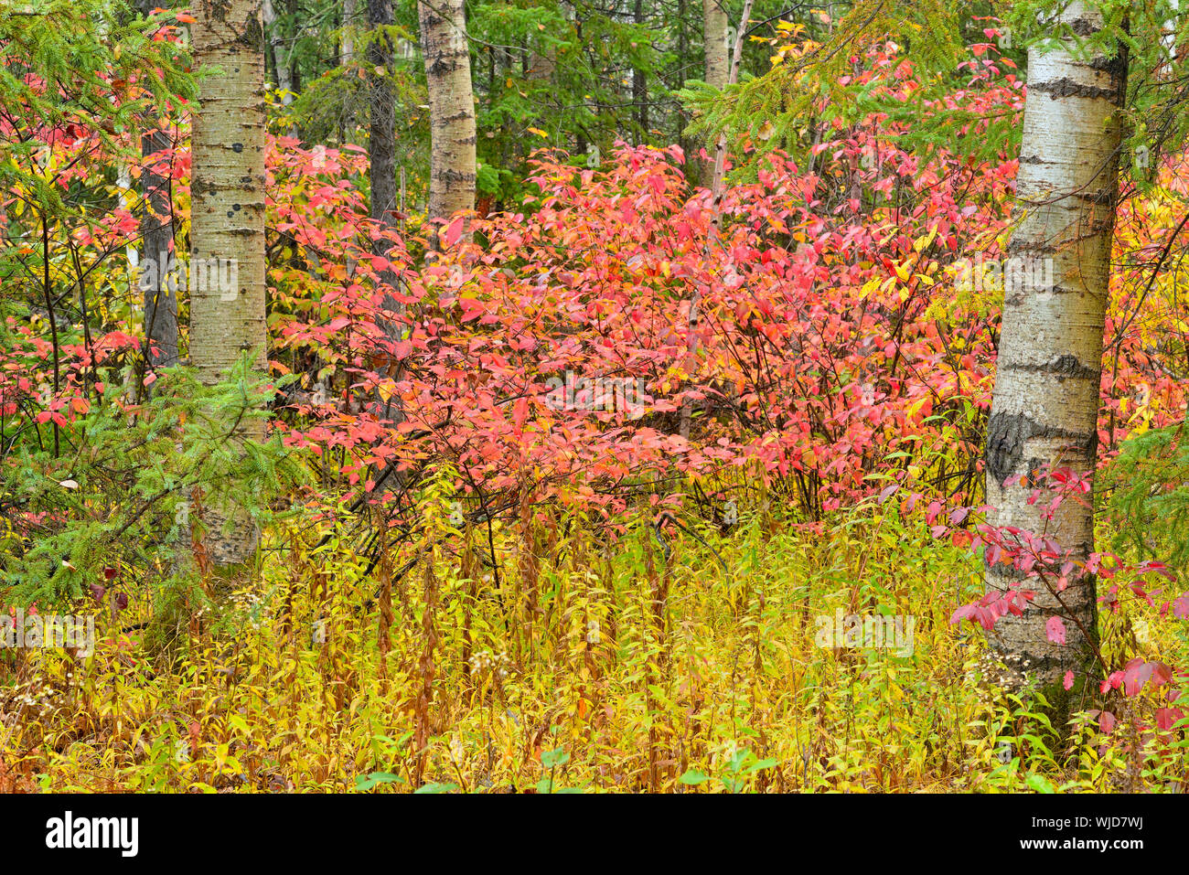 Raisin tree hi-res stock photography and images - Alamy