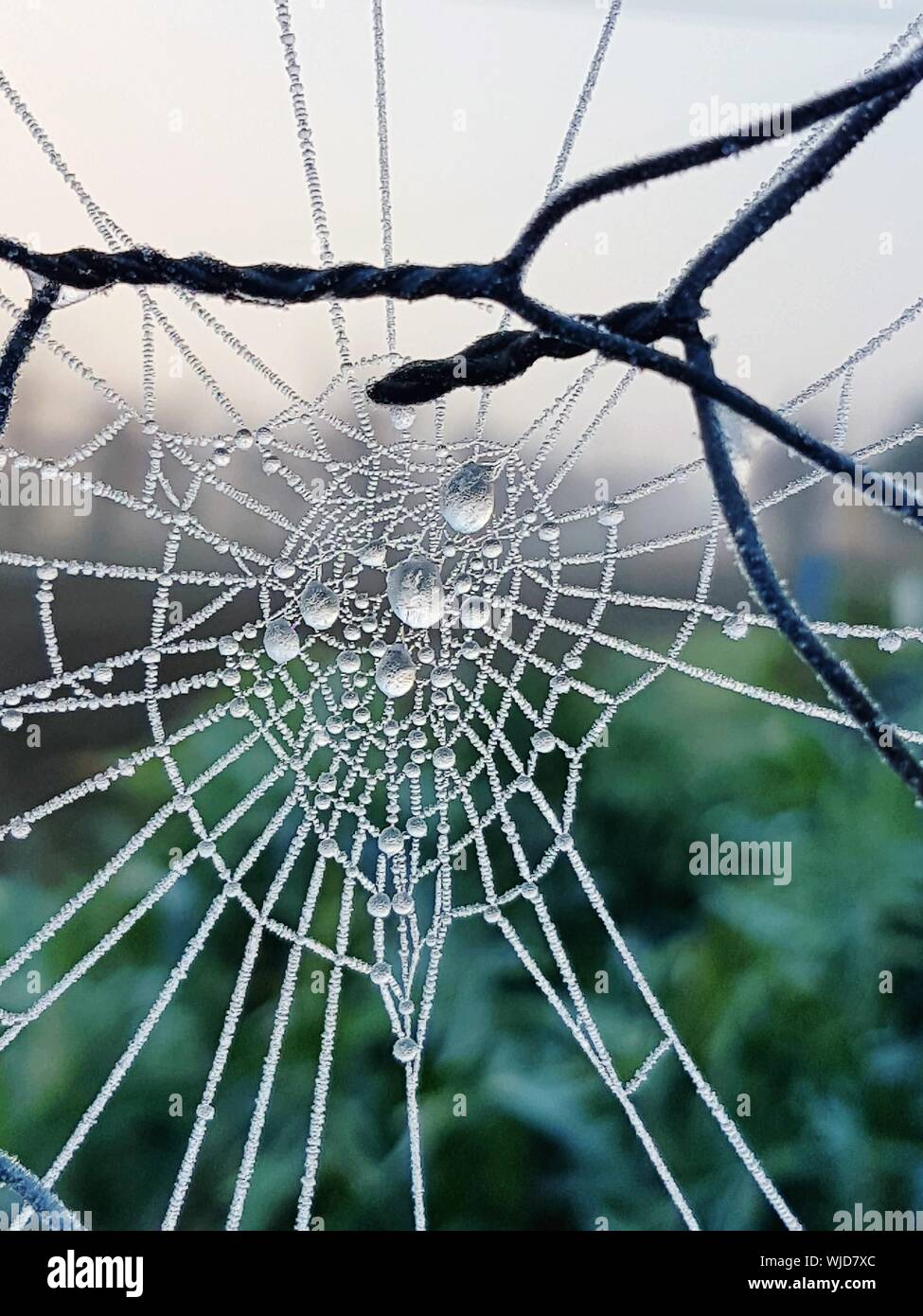 Frost On Spider Web High Resolution Stock Photography and Images - Alamy