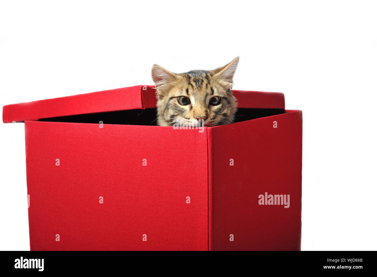 young afraid brown cat in a red box Stock Photo - Alamy