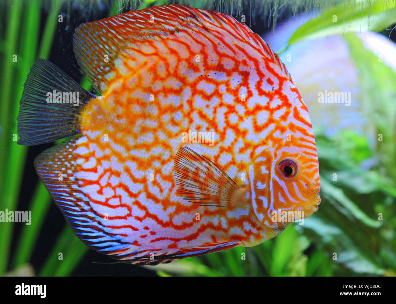 portrait of a red tropical Symphysodon discus fish in an aquarium Stock ...