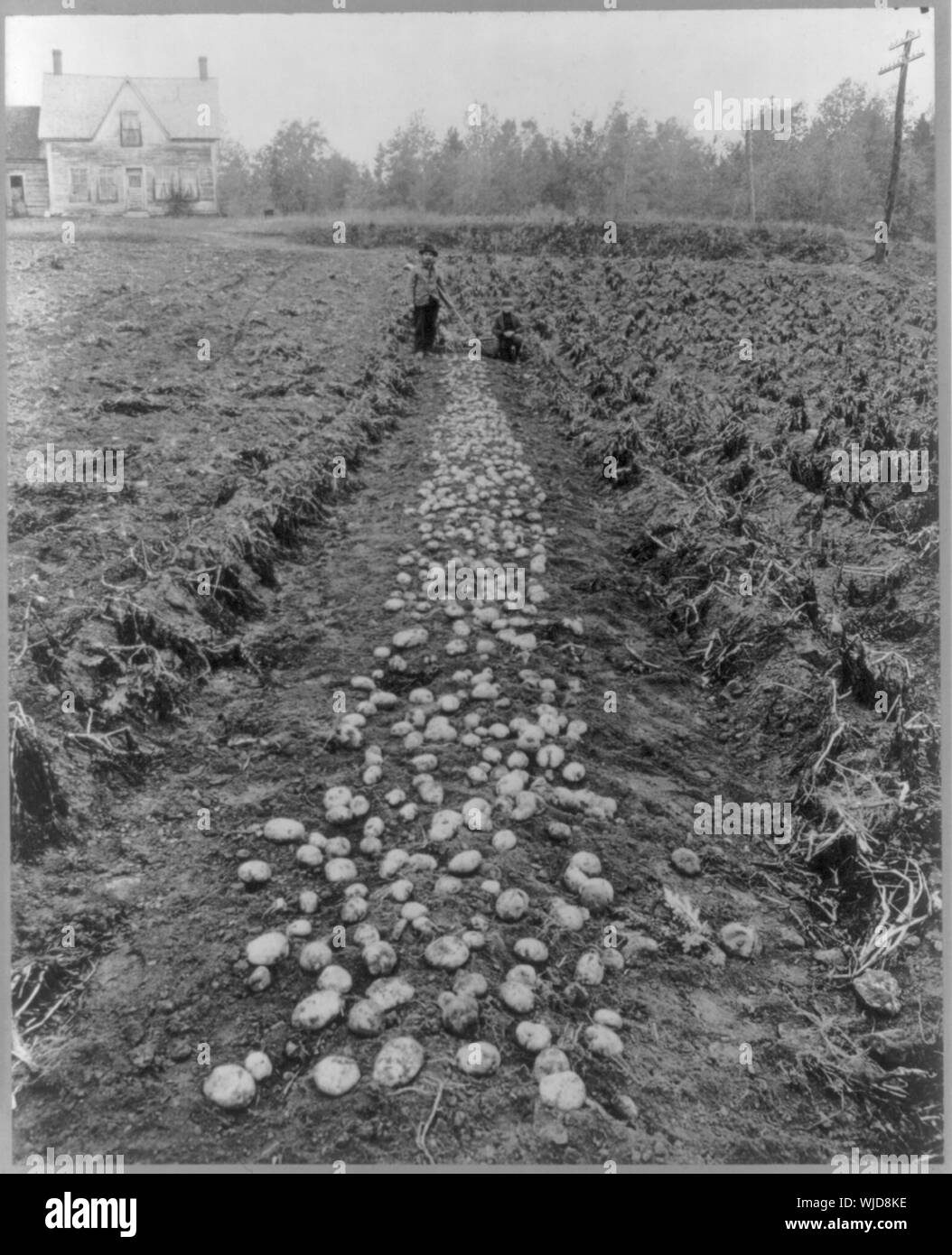 Harvesting crop potatoes Black and White Stock Photos & Images - Alamy