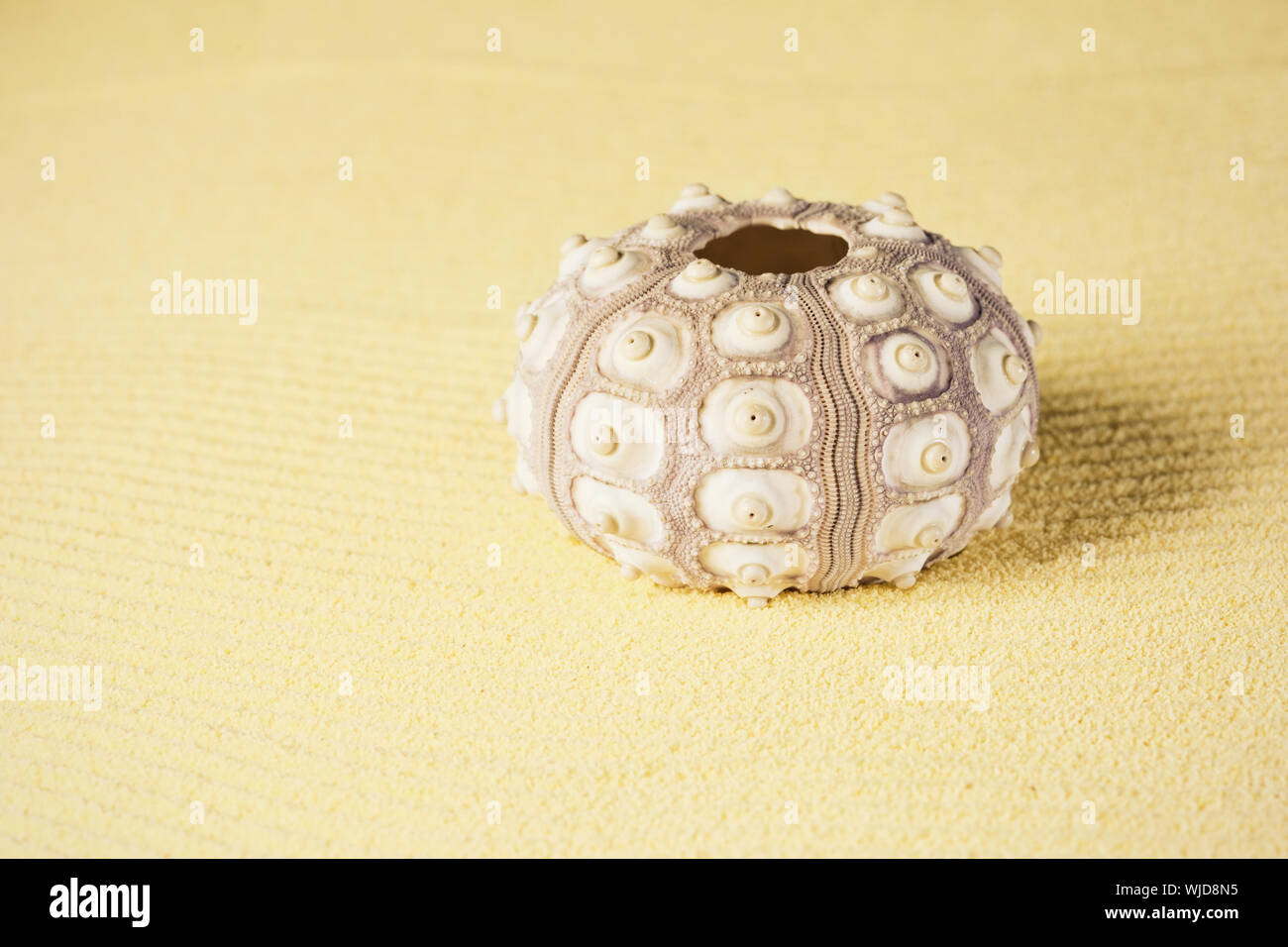 Exoskeleton of sea urchin on the surface of the sand Stock Photo - Alamy