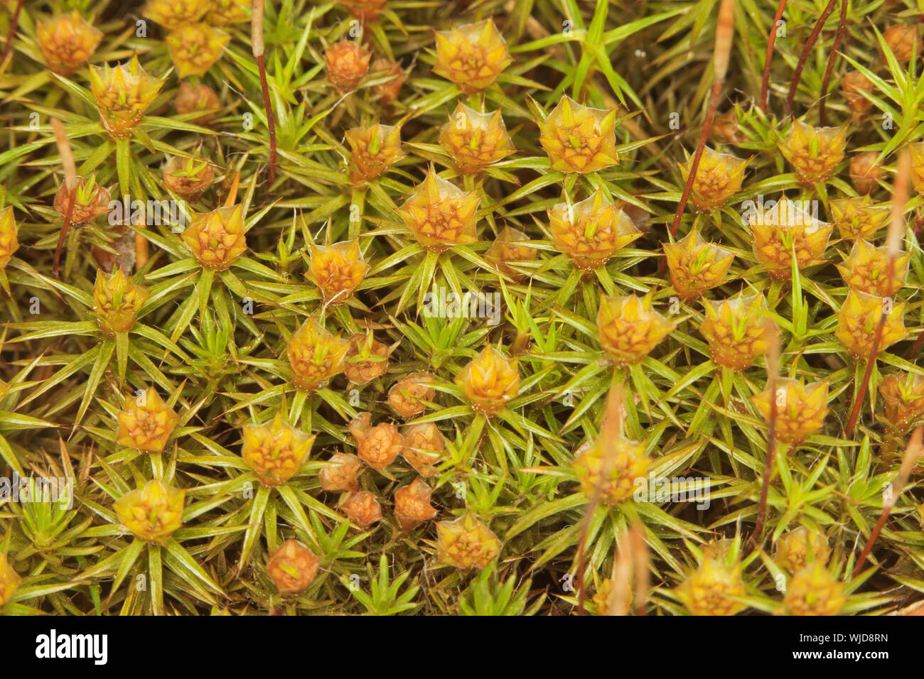 Surface of a bog in the summer. A green moss Stock Photo - Alamy