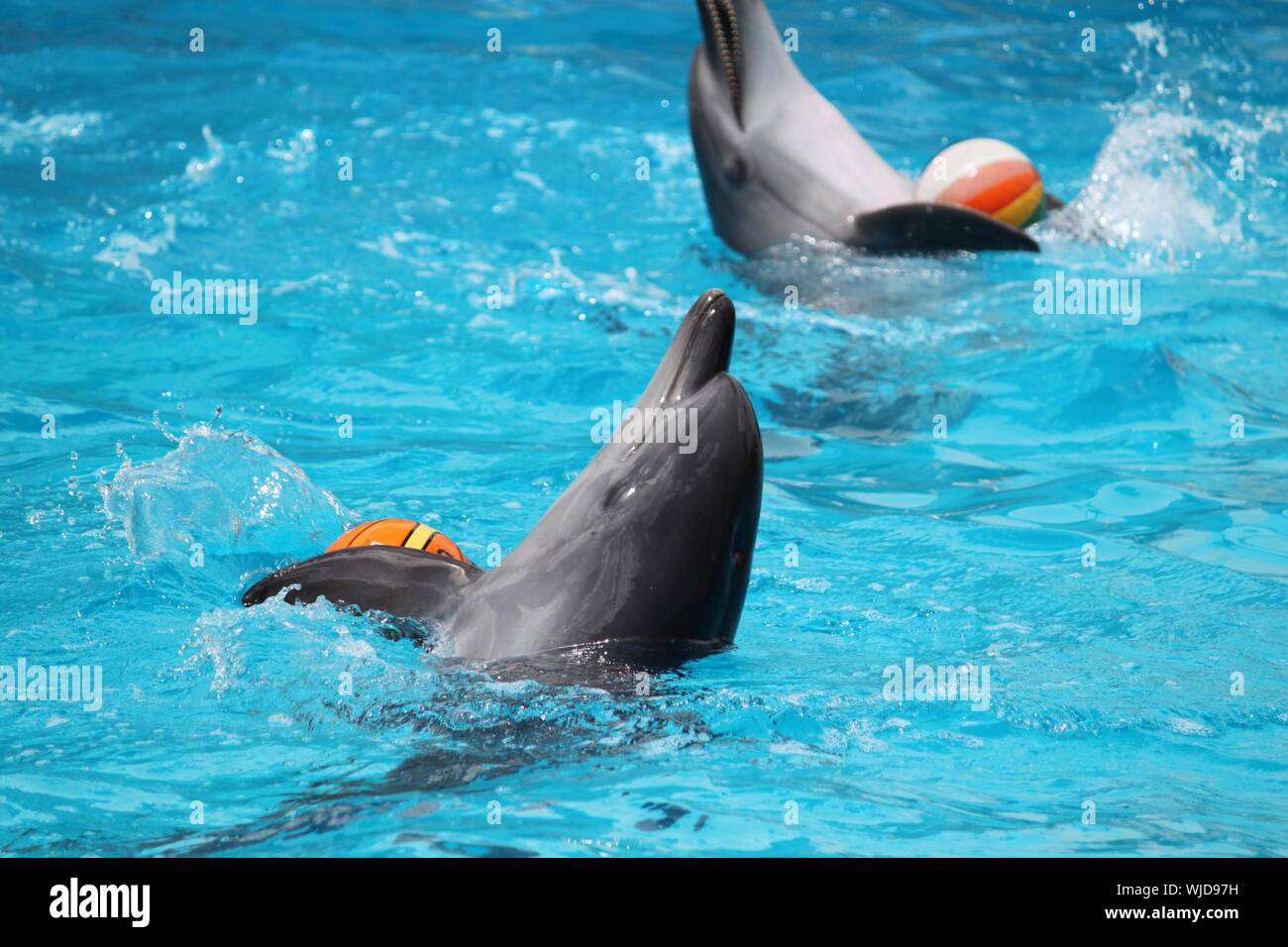 Dolphin Circle High Resolution Stock Photography and Images - Alamy