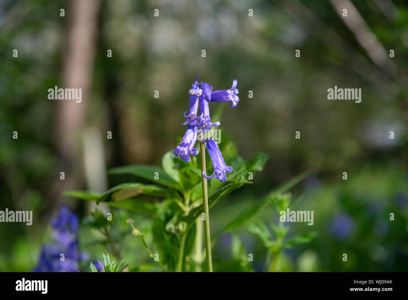Bluebells (Hyacinthoides non-scripta) in English woodland in the spring ...