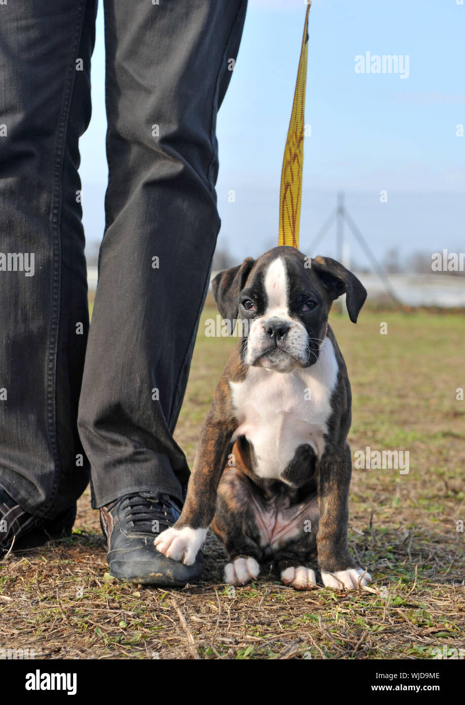 young puppy boxer with his paw on the foot Stock Photo - Alamy