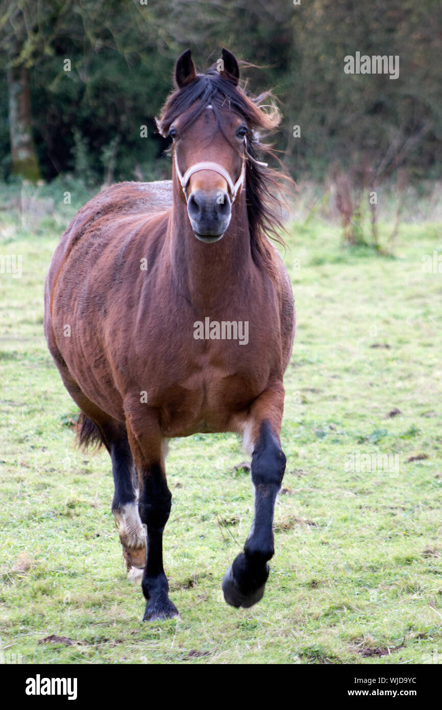 Brown horse running field hi-res stock photography and images - Alamy