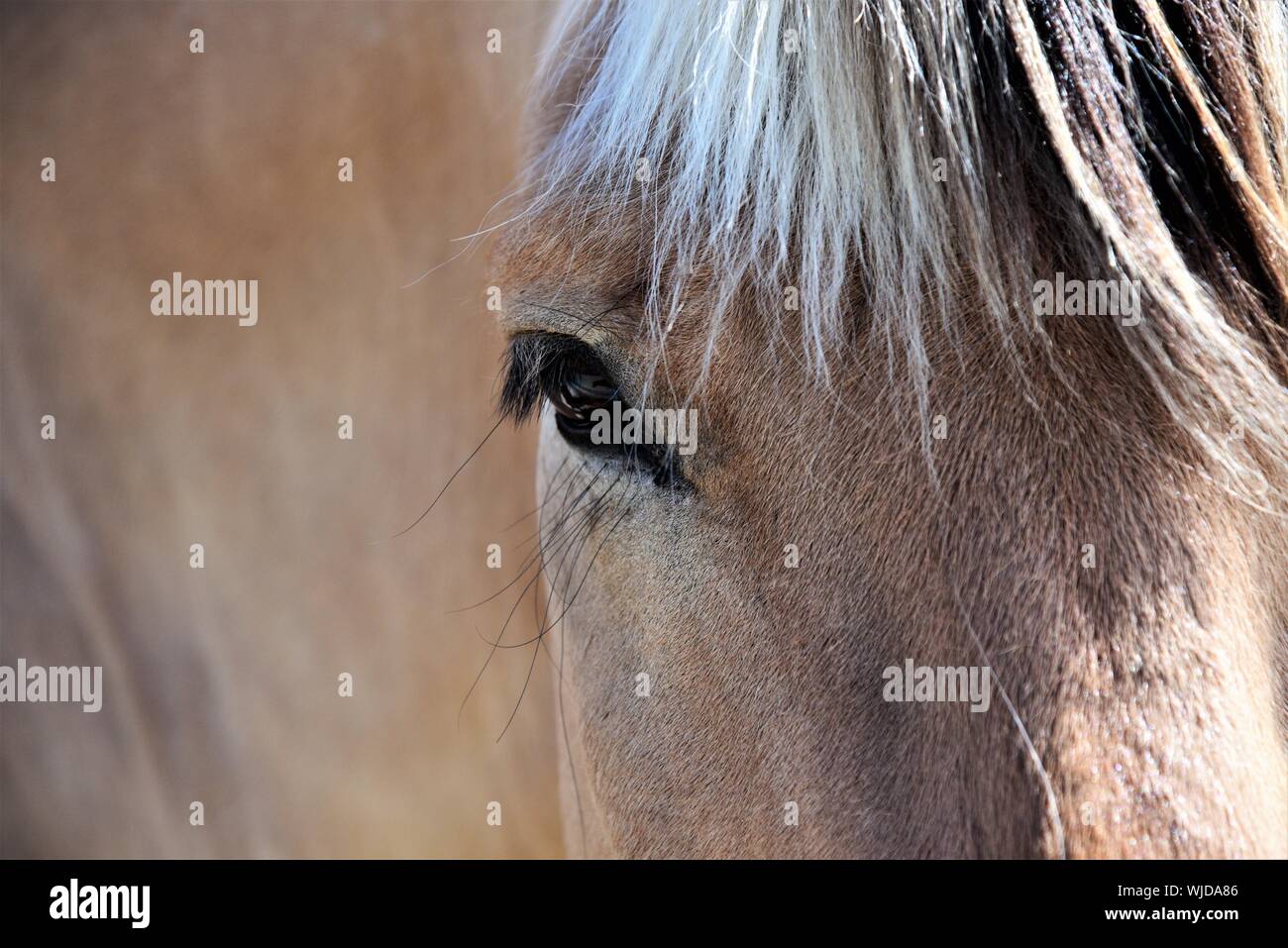 Norwegian Fjord Horse (Fjordhesst) in pasture Stock Photo - Alamy