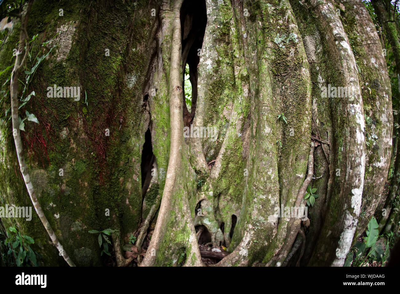 Strangler Fig Tree in Costa Rican cloud forest Stock Photo - Alamy