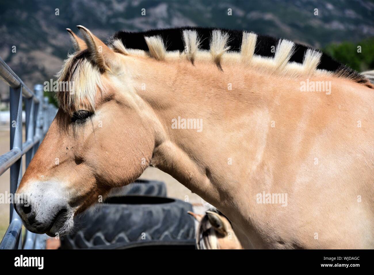 Norwegian Fjord Horse (Fjordhesst) in pasture Stock Photo - Alamy