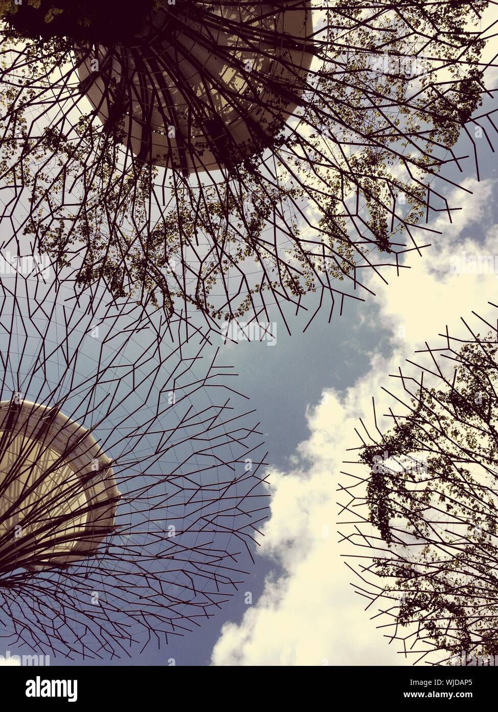 Tree supertrees hi-res stock photography and images - Alamy