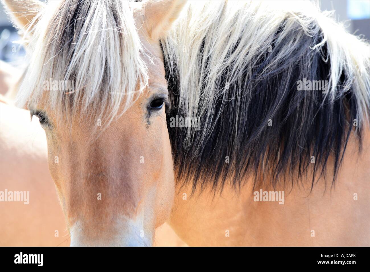 Norwegian Fjord Horse (Fjordhesst) in pasture Stock Photo - Alamy