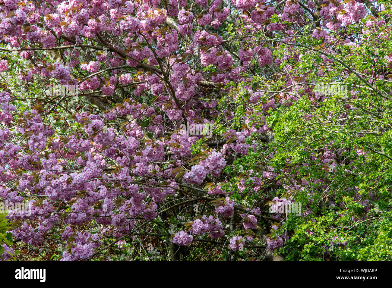 English blossom tree village hi-res stock photography and images - Alamy