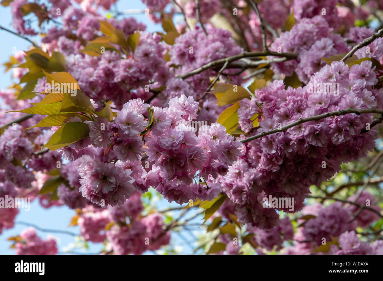 English blossom tree village hi-res stock photography and images - Alamy