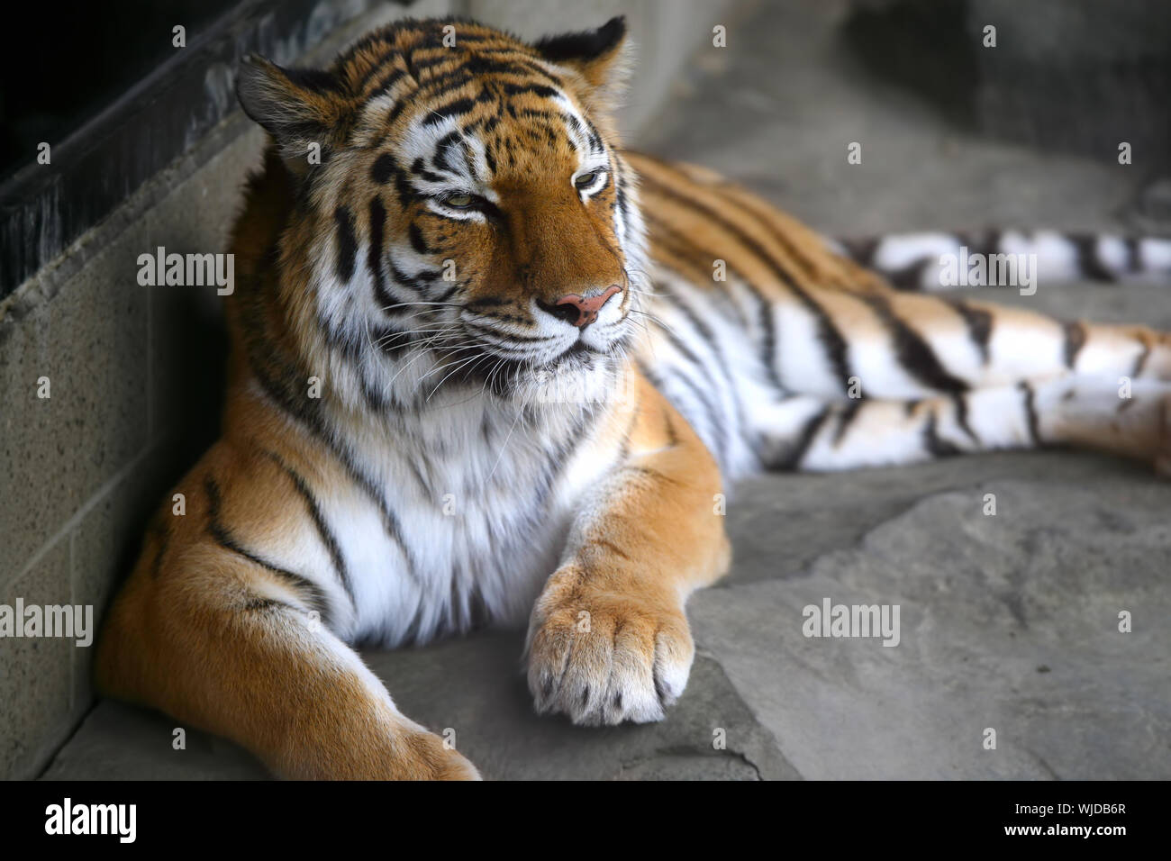 Handsome tiger resting in cool corner of habitat, with dark corners ...