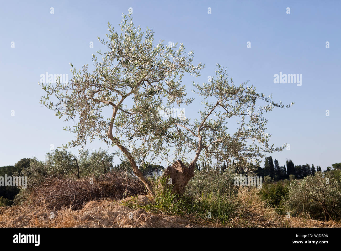 Olive tree on a summer morning Stock Photo - Alamy
