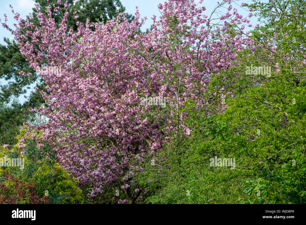 English blossom tree village hi-res stock photography and images - Alamy