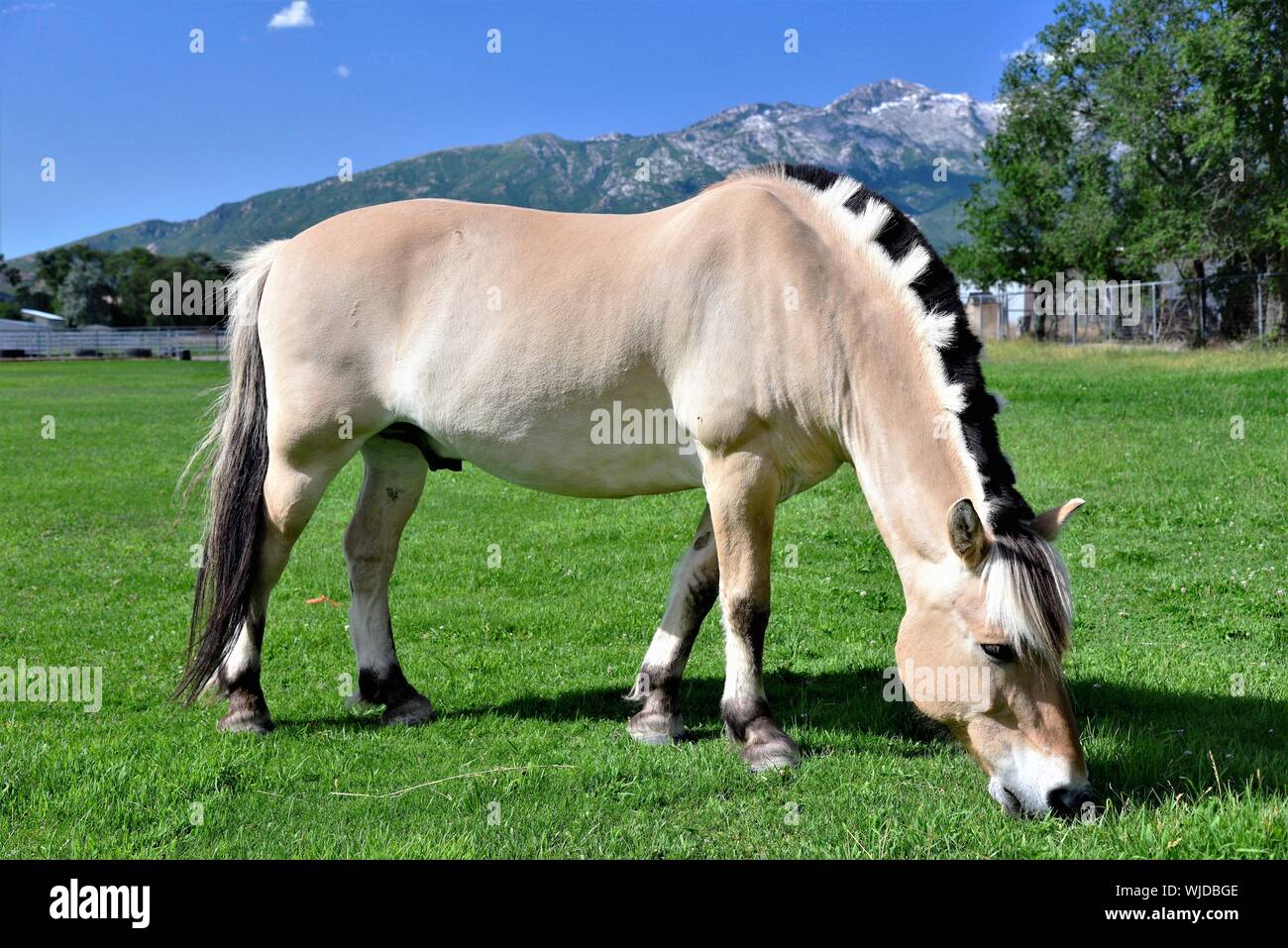Norwegian Fjord Horse (Fjordhesst) in pasture Stock Photo - Alamy